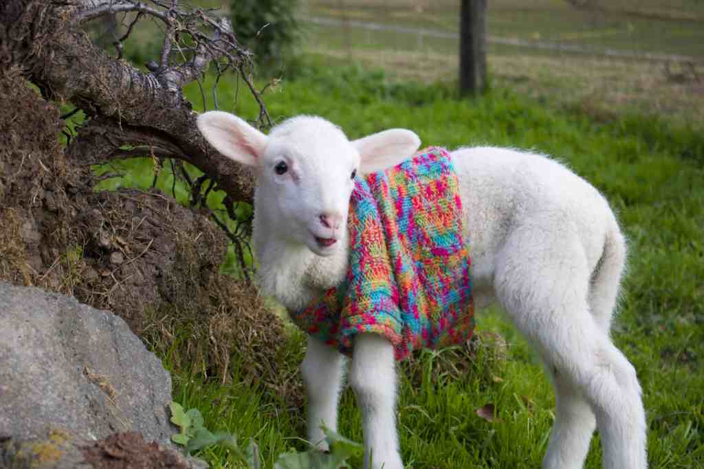 Interview with Lamb Care Australia President Robyn Cochrane