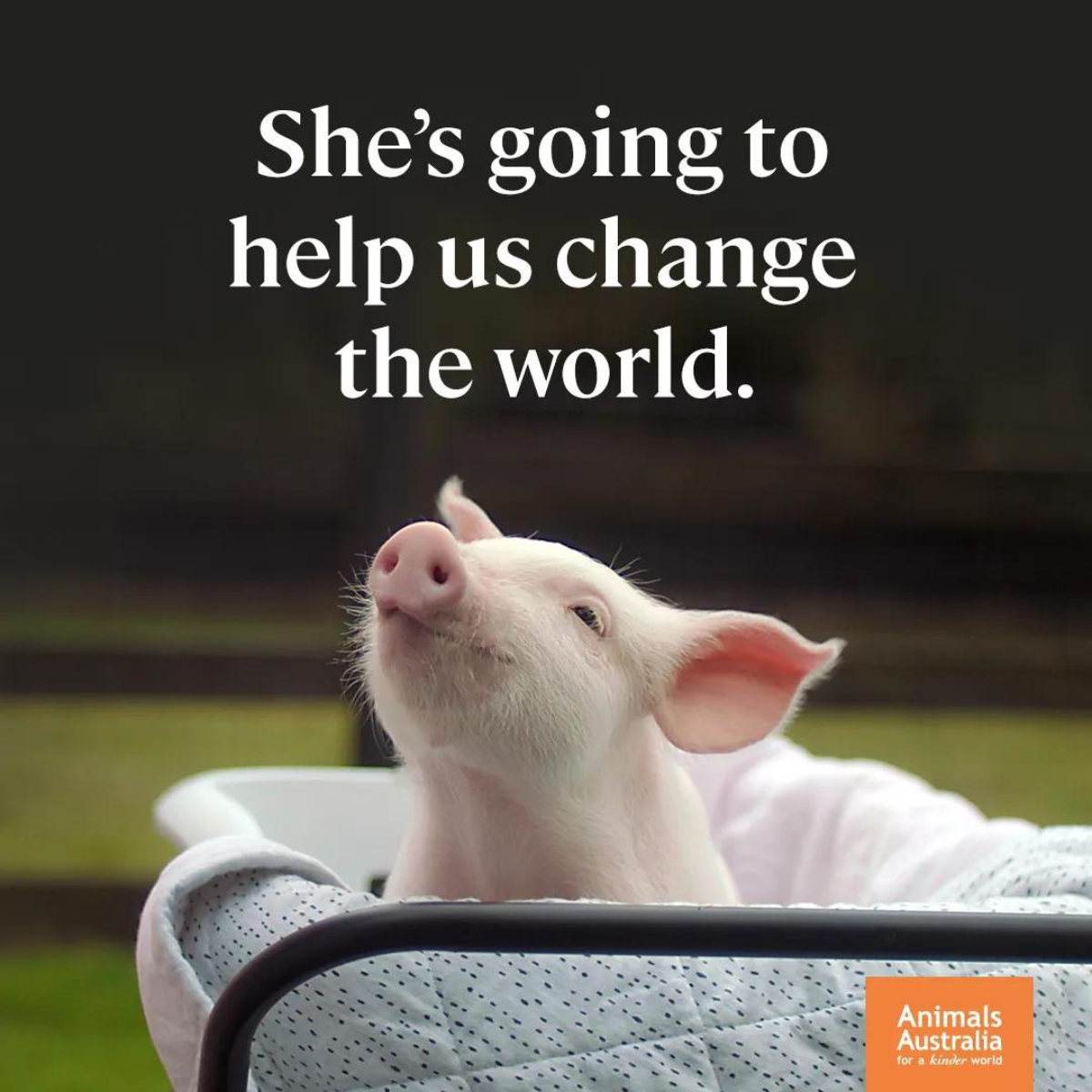 Animals Australia launch new ad campaign nationally