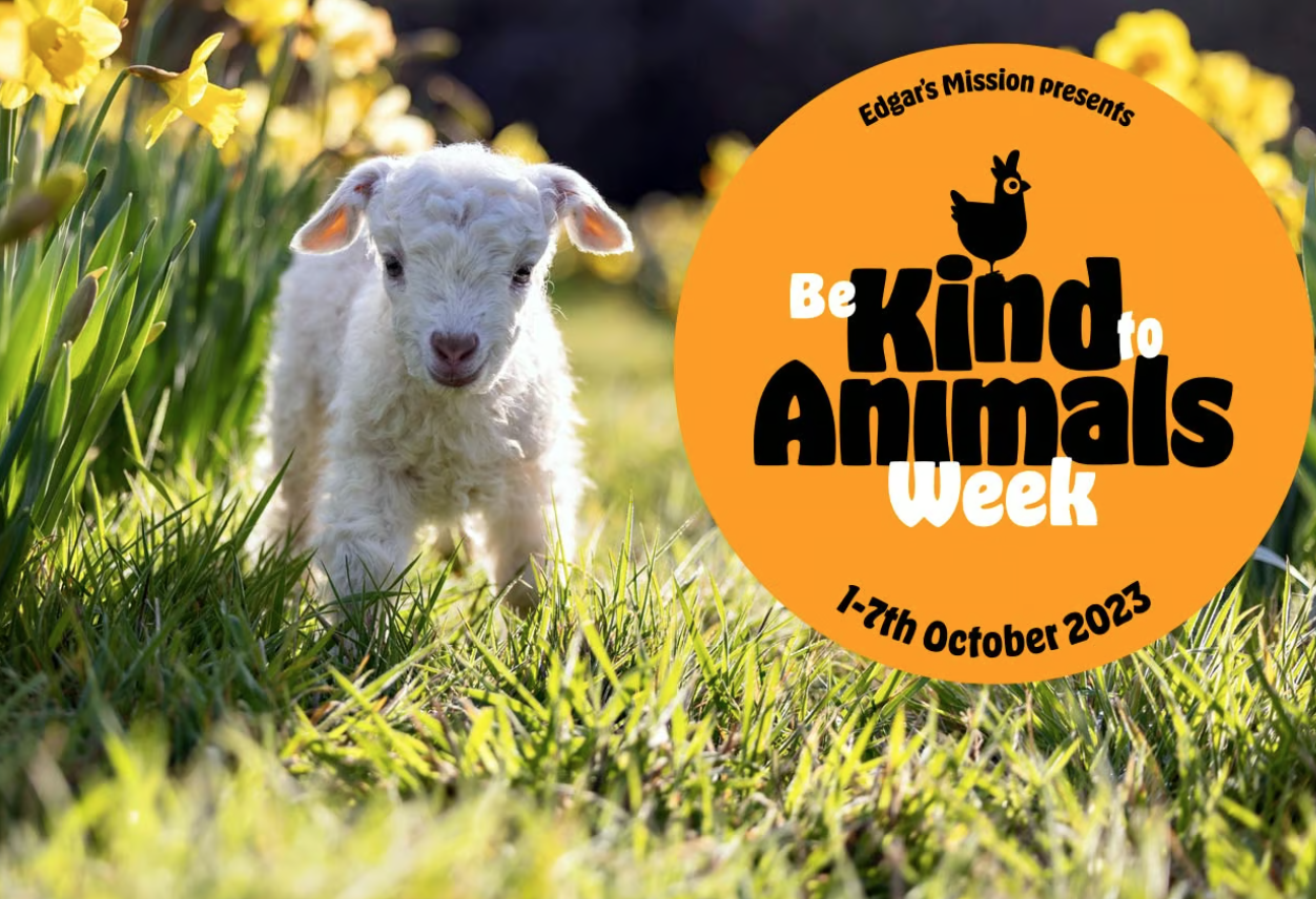 Be Kind To Animals Week is coming in October - We Provide Vegan Food ...