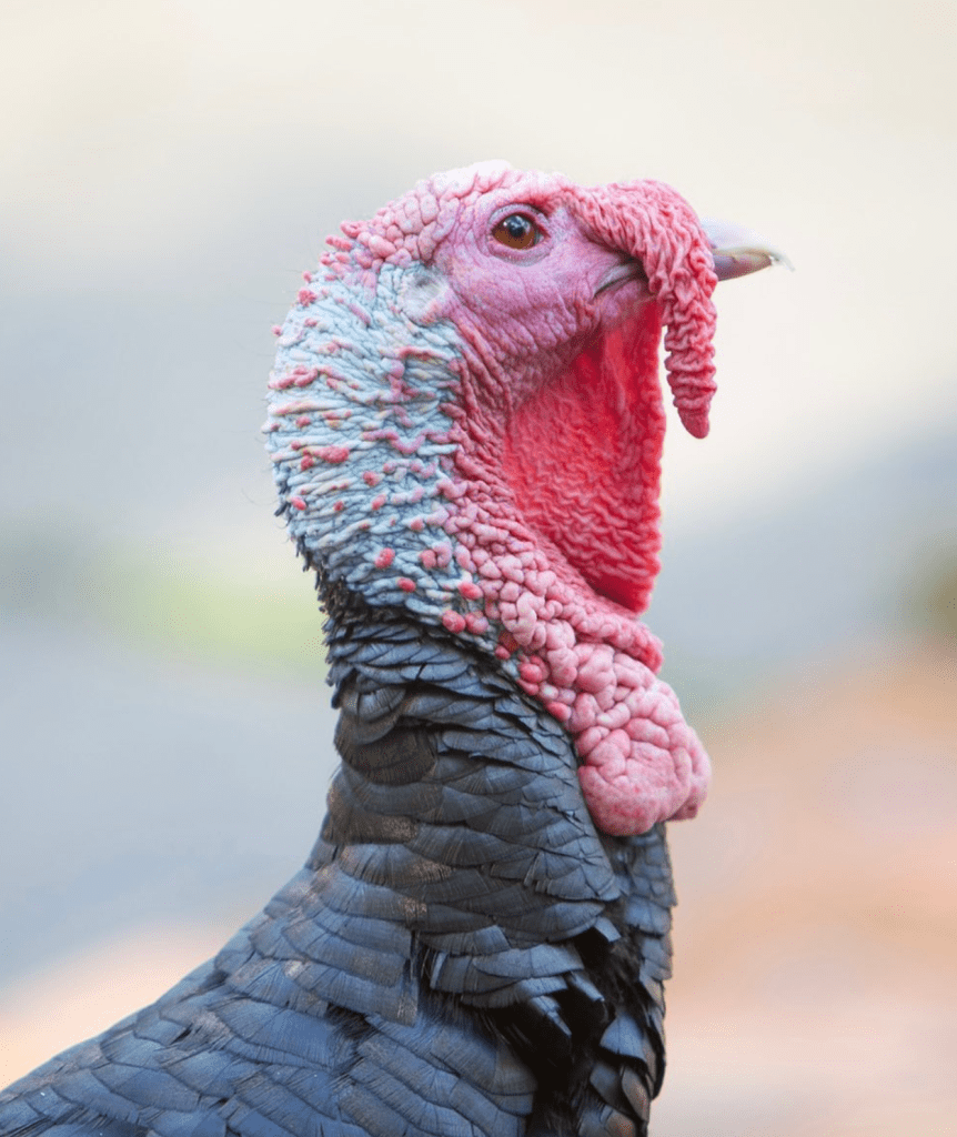 Animal Sanctuaries to visit in Australia - Let's Go Vegan!