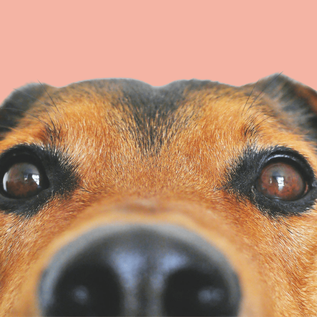 The Benefits of Dogs Eating a Vegan Diet - Vegan Australia